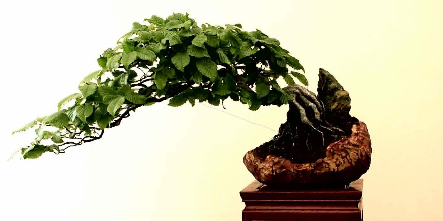 A Symbol of Harmony and Elegance - Bonsai | How To Build A House
