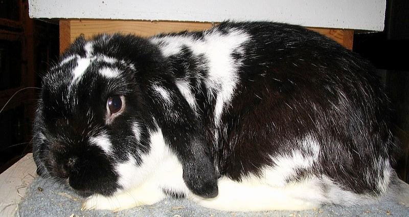 Rabbits - Special Breeds | How To Build A House